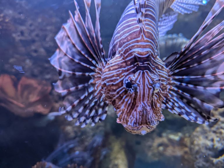 Mauritiusi látnivalók: Odysseo Oceanarium - Port Louis - Mauritius.hu