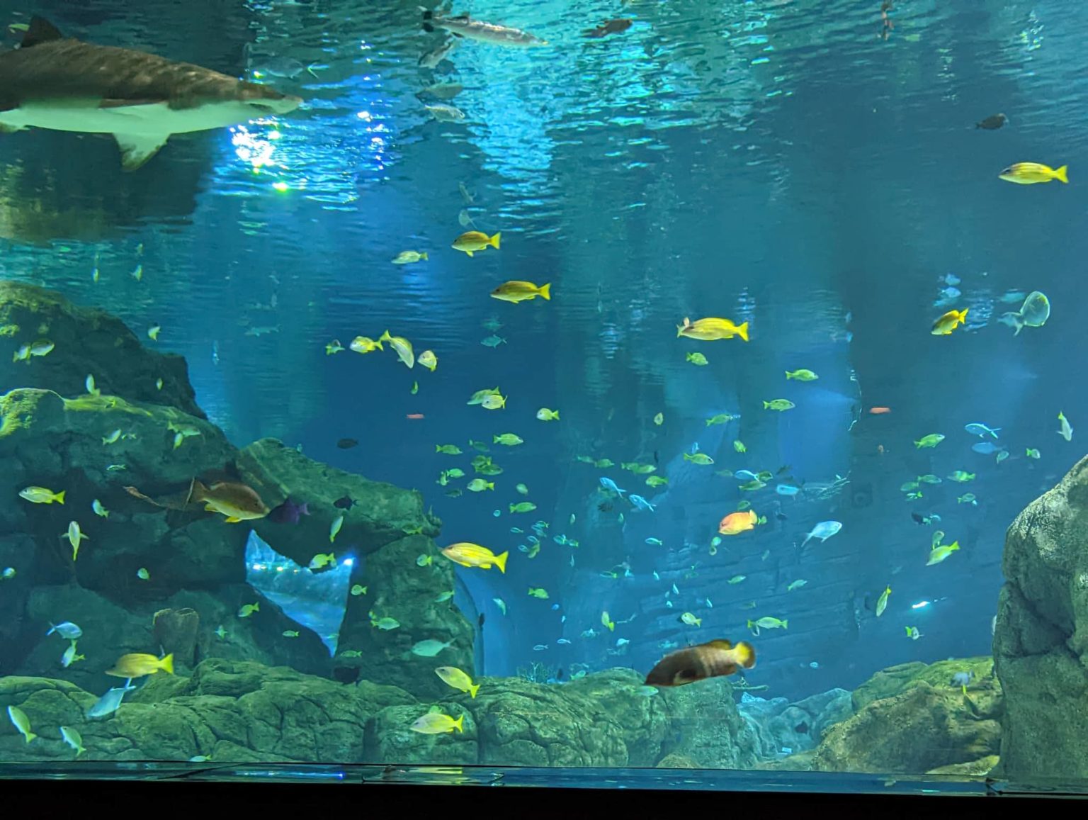 Mauritiusi látnivalók: Odysseo Oceanarium - Port Louis - Mauritius.hu