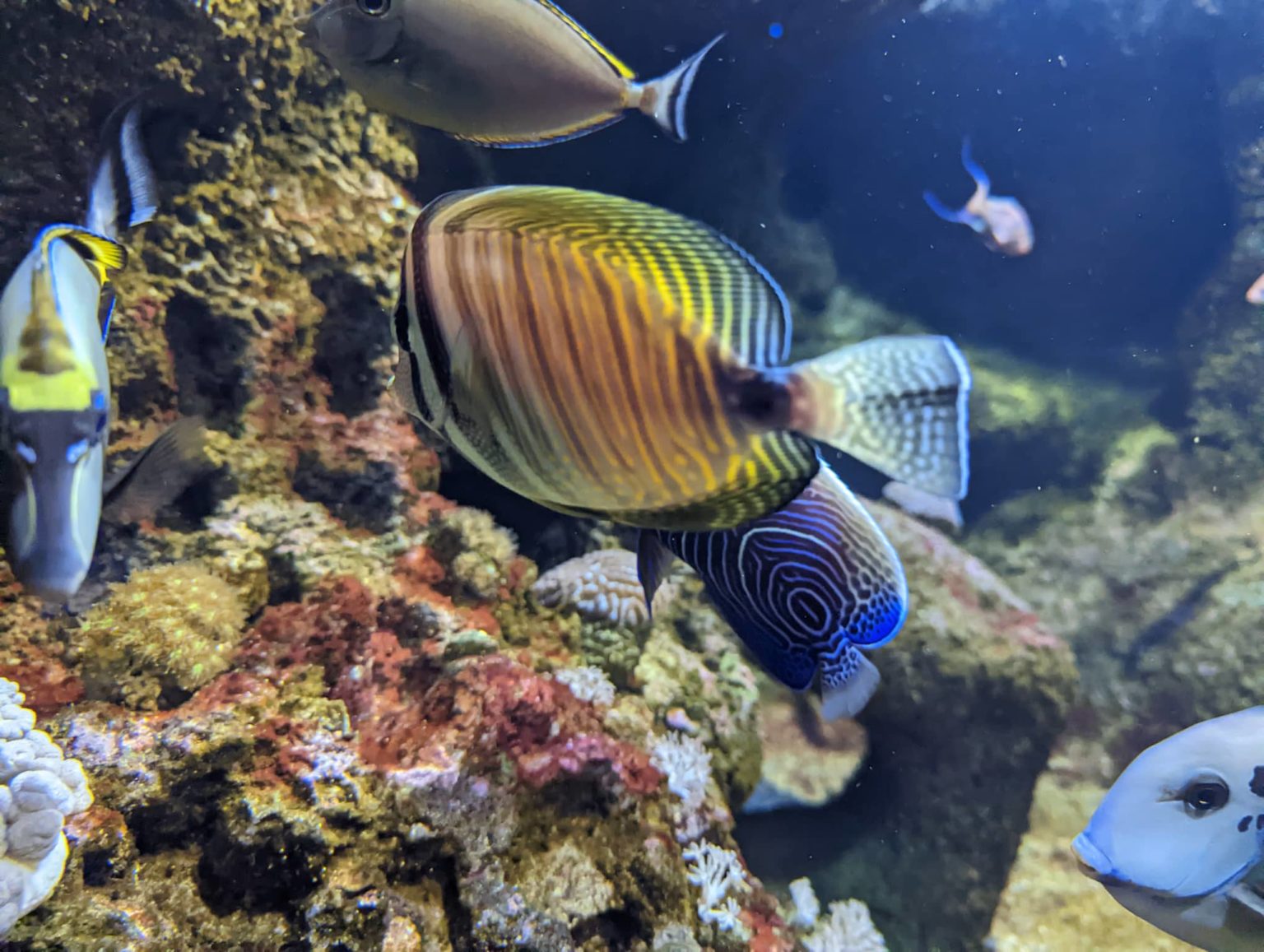 Mauritiusi látnivalók: Odysseo Oceanarium - Port Louis - Mauritius.hu