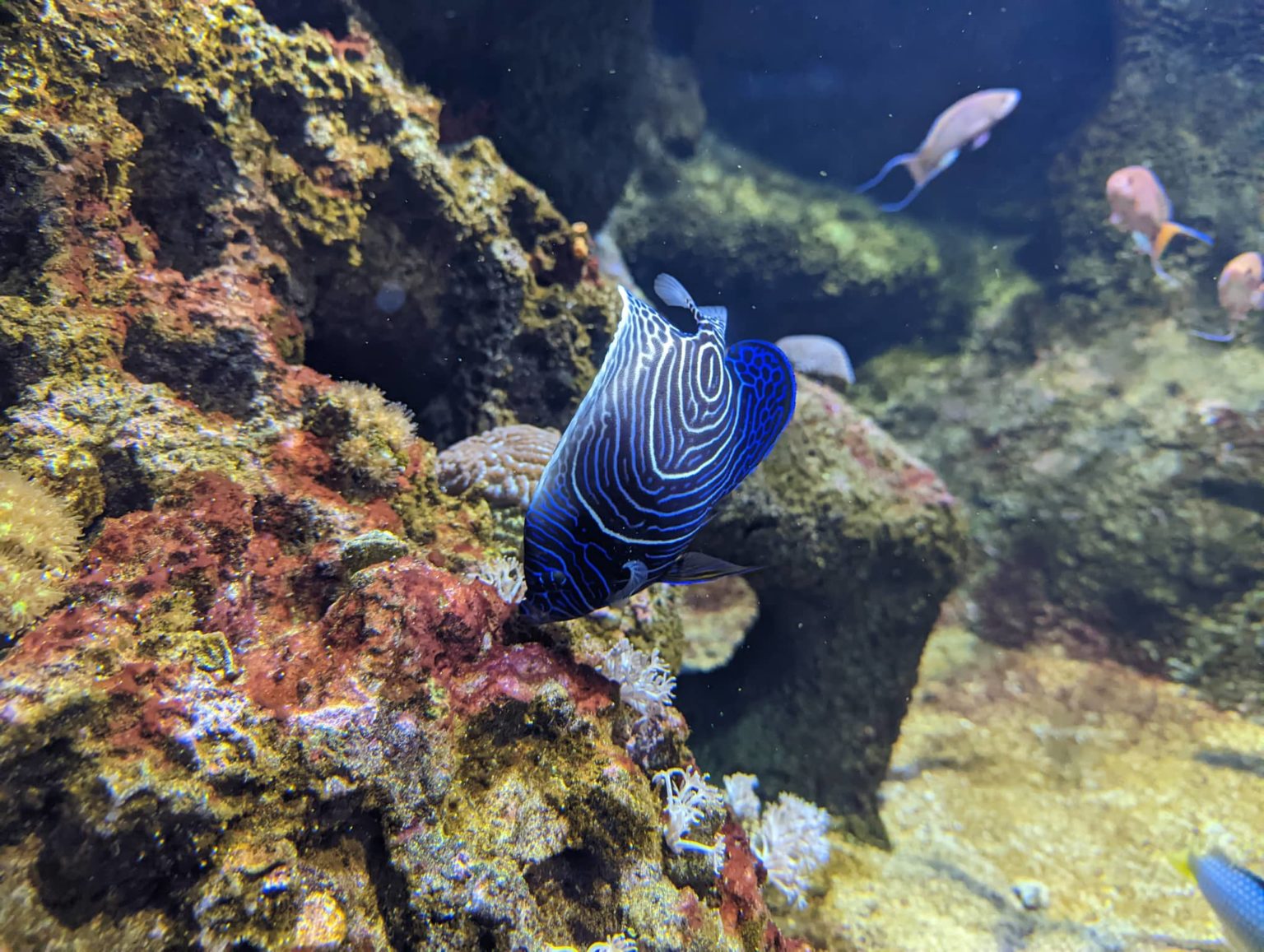 Mauritiusi látnivalók: Odysseo Oceanarium - Port Louis - Mauritius.hu