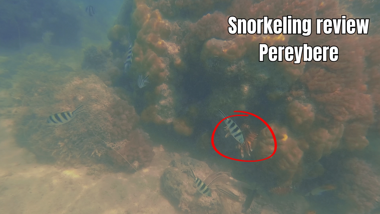 A nap, amikor megjelenhettünk a császárhal színe előtt! - Snorkeling report Pereybere - Mauritius.hu